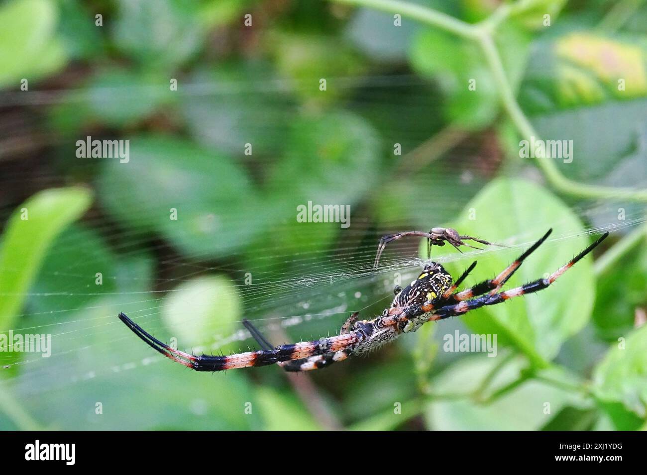 Hawaiian Garden Spider (Argiope appensa) Arachnida Stock Photo - Alamy