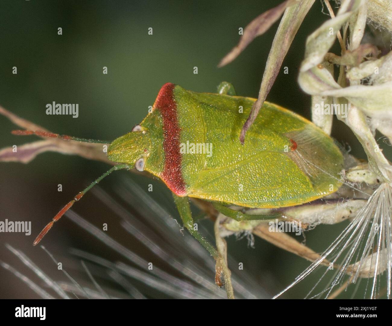 Red-shouldered Stink Bug (Thyanta pallidovirens) Insecta Stock Photo ...