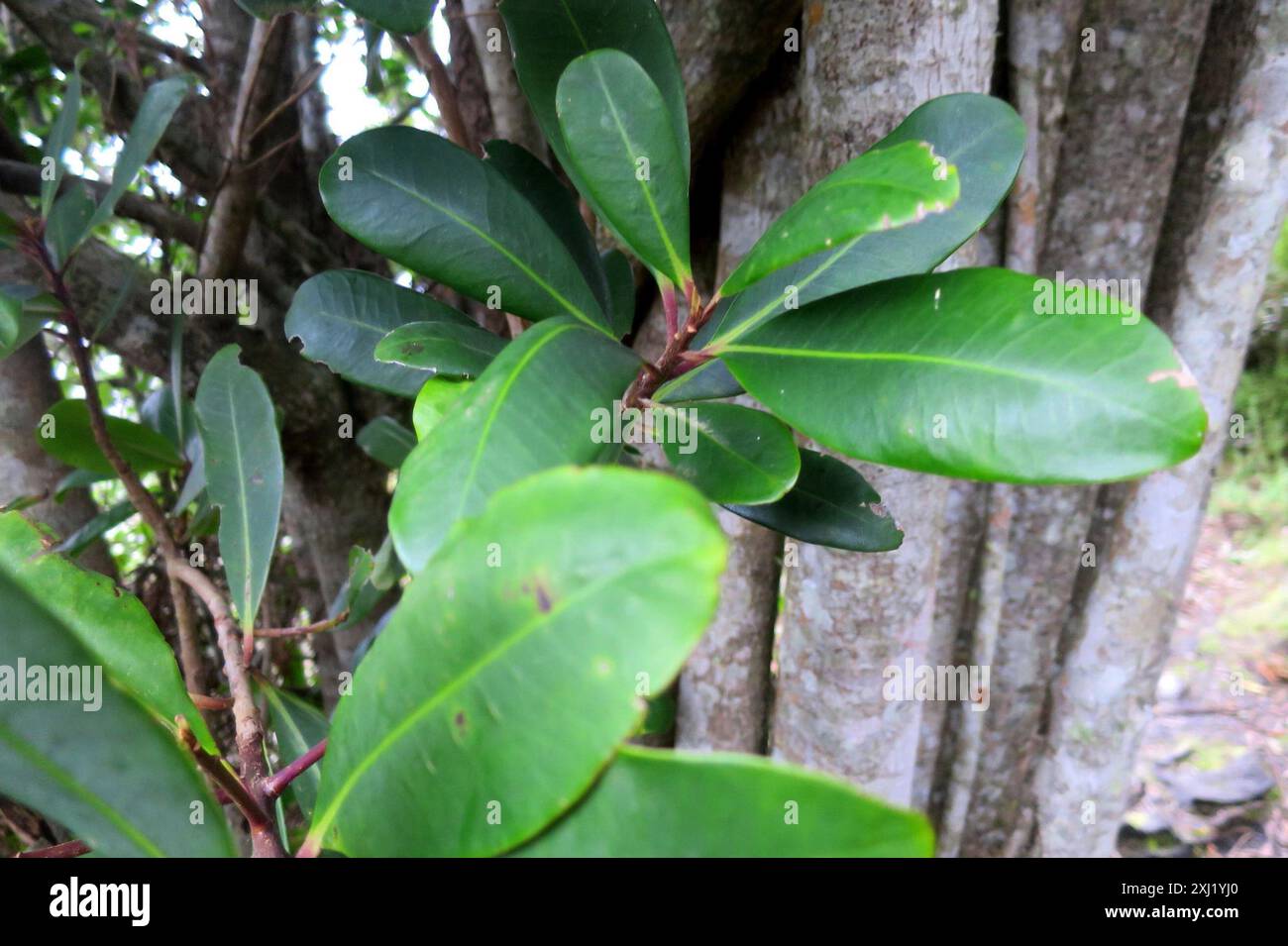 Cape beech (Rapanea melanophloeos) Plantae Stock Photo - Alamy