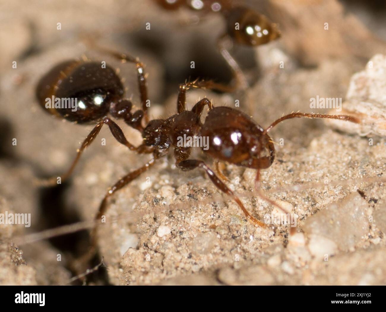 Red Imported Fire Ant (Solenopsis invicta) Insecta Stock Photo - Alamy