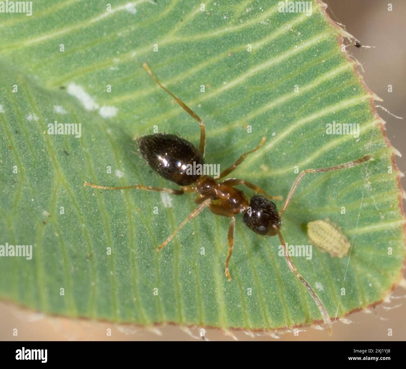 Ants (Formicidae) Insecta Stock Photo - Alamy