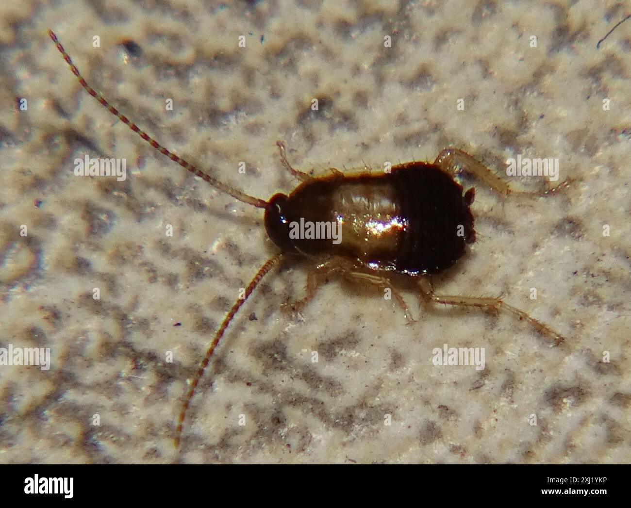 German Cockroach (Blattella germanica) Insecta Stock Photo - Alamy