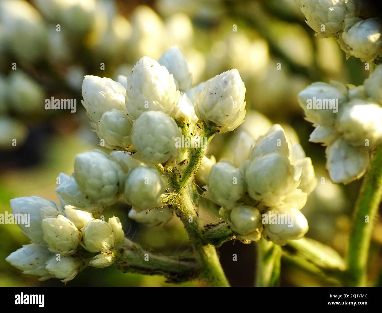 California cudweed (Pseudognaphalium californicum) Plantae Stock Photo ...