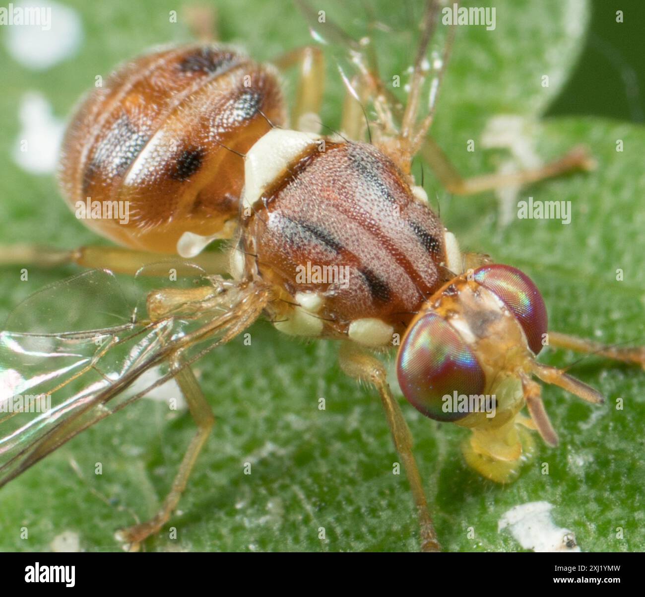 olive fruit fly (Bactrocera oleae) Insecta Stock Photo - Alamy