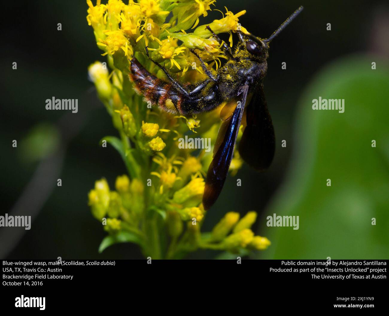 Blue-winged Scoliid Wasp (Scolia dubia) Insecta Stock Photo - Alamy