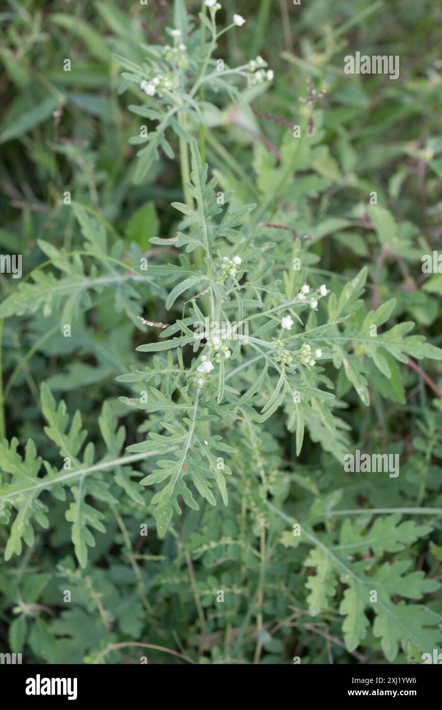 Santa Maria feverfew (Parthenium hysterophorus) Plantae Stock Photo - Alamy