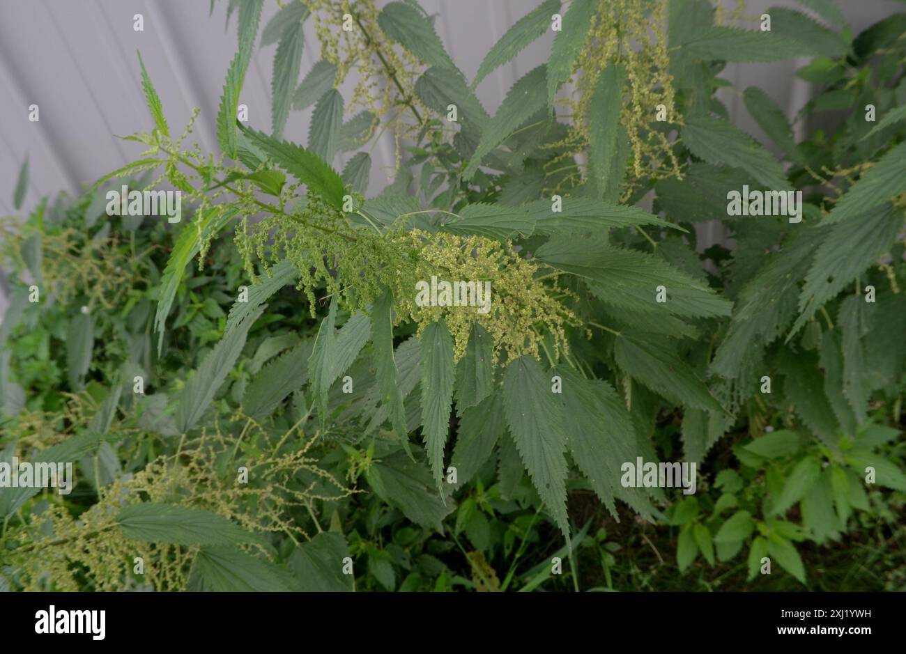 American stinging nettle (Urtica gracilis gracilis) Plantae Stock Photo ...