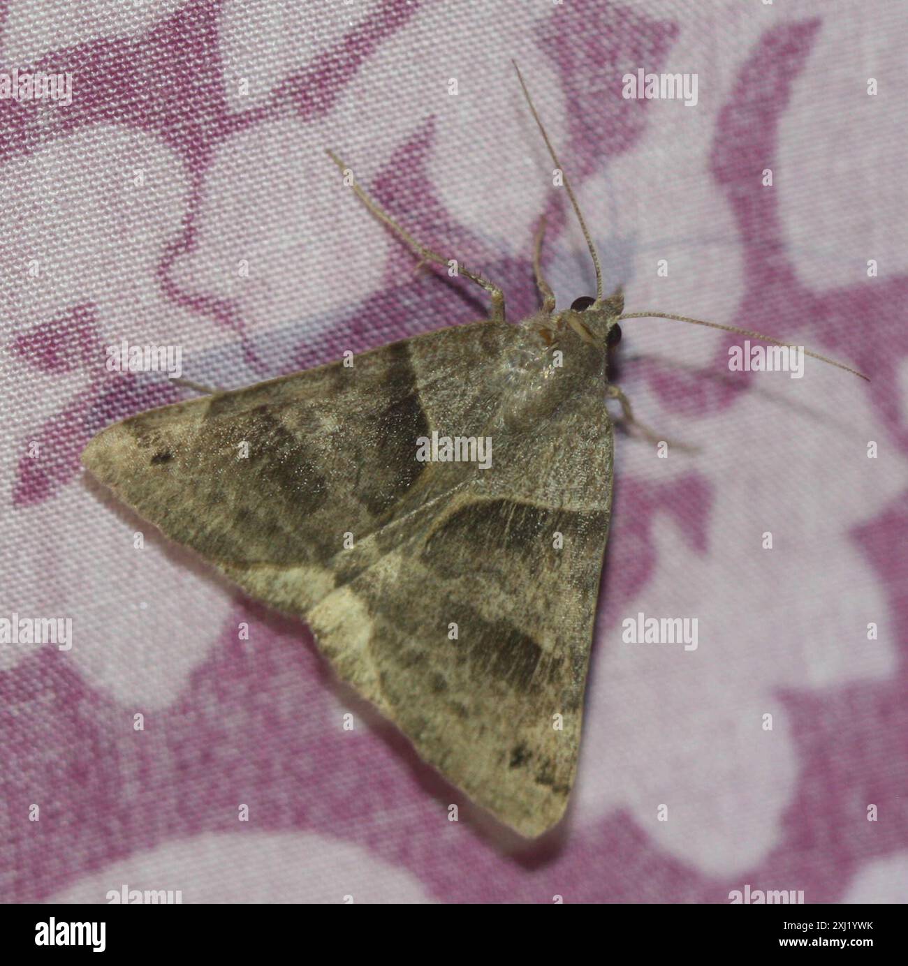 Clover Looper Moth (Caenurgina crassiuscula) Insecta Stock Photo - Alamy