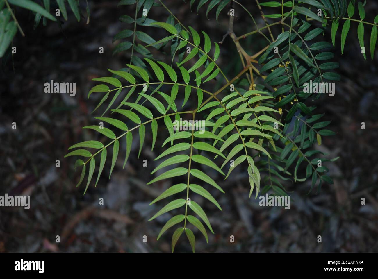 Cedar wattle (Acacia elata) Plantae Stock Photo - Alamy