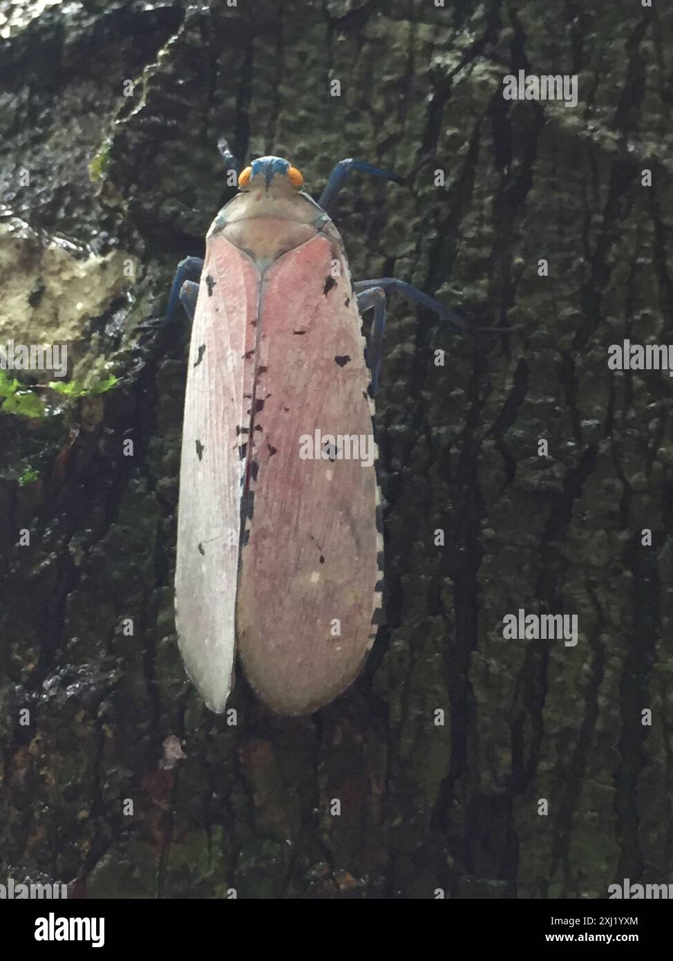 Aphaena hi-res stock photography and images - Alamy