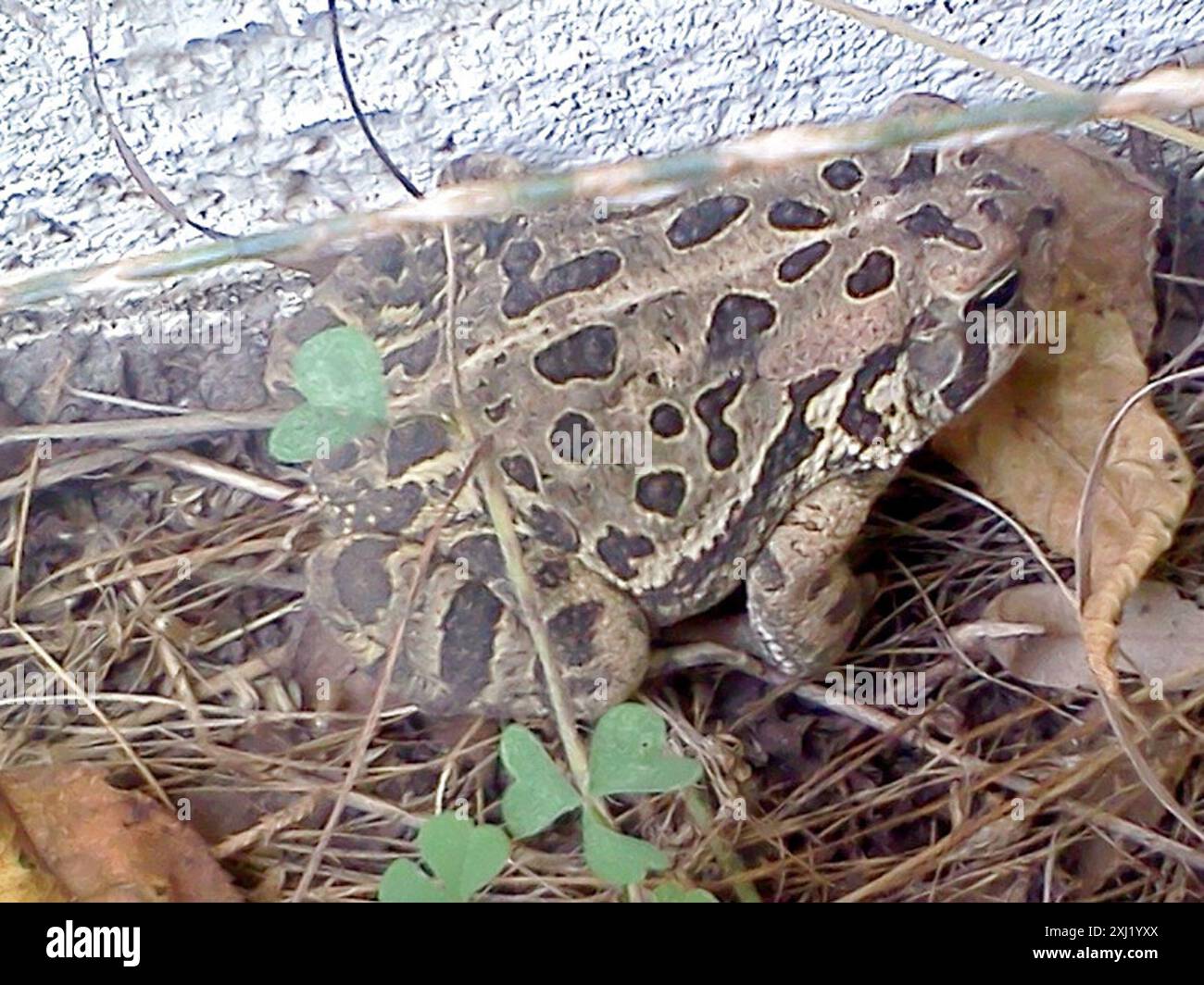 Fowler's Toad (Anaxyrus fowleri) Amphibia Stock Photo - Alamy