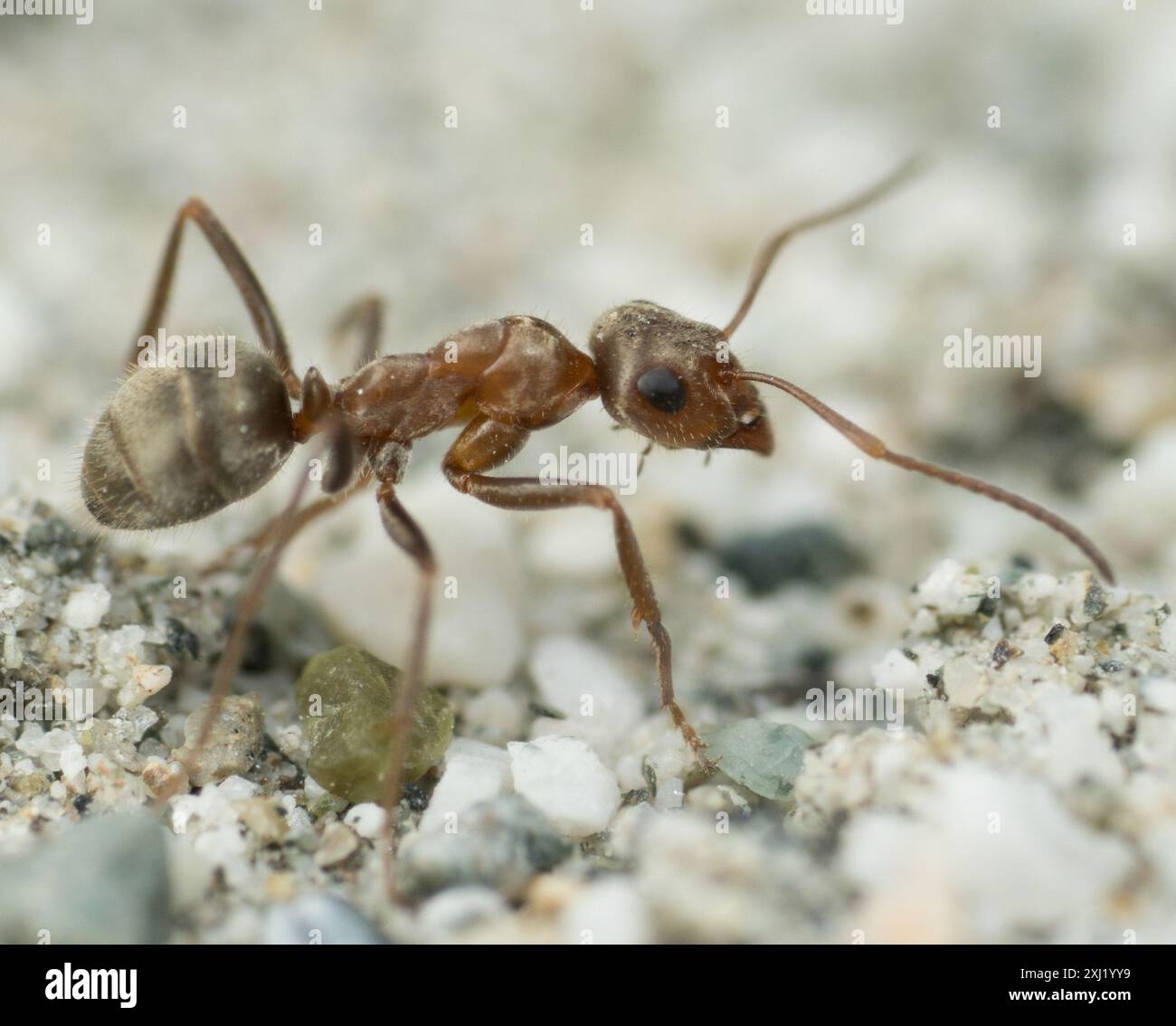 fusca-group Field Ants and Allies (Formica fusca) Insecta Stock Photo ...