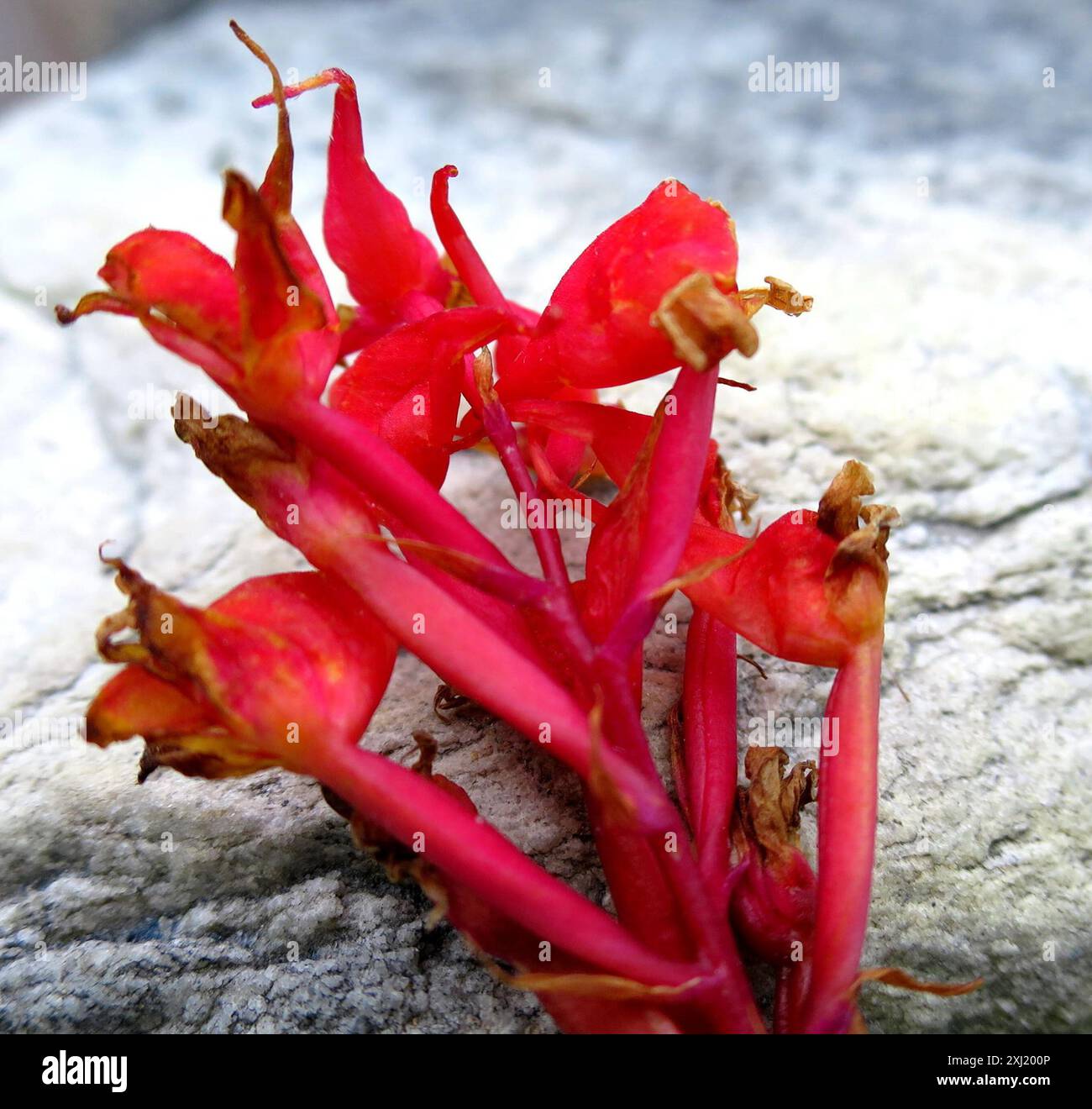 Cluster Disa (Disa ferruginea) Plantae Stock Photo - Alamy