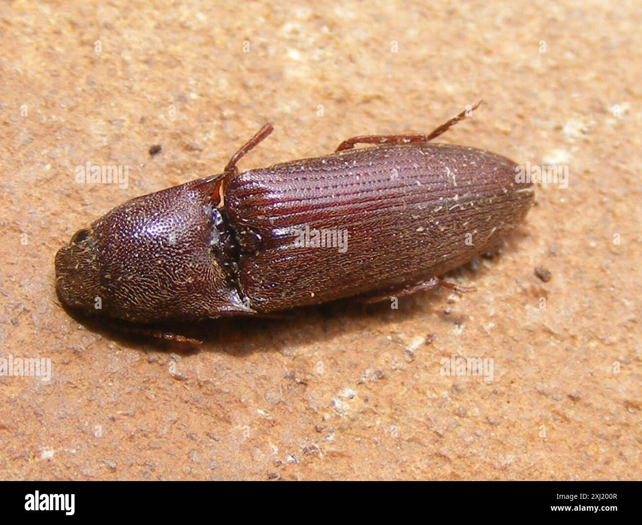 Click Beetles (Elateridae) Insecta Stock Photo - Alamy