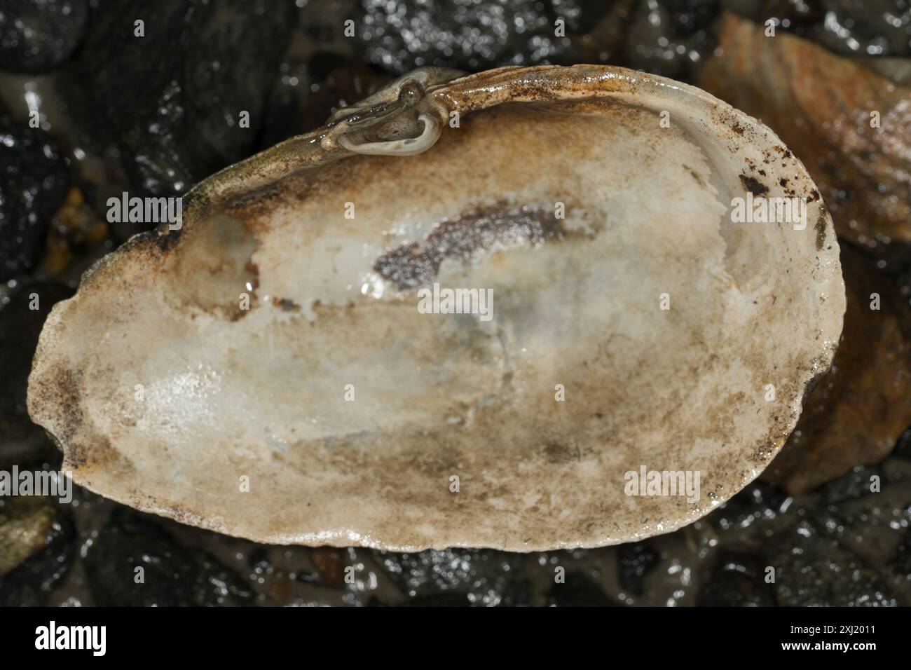 Soft-shelled Clam (Mya arenaria) Mollusca Stock Photo - Alamy