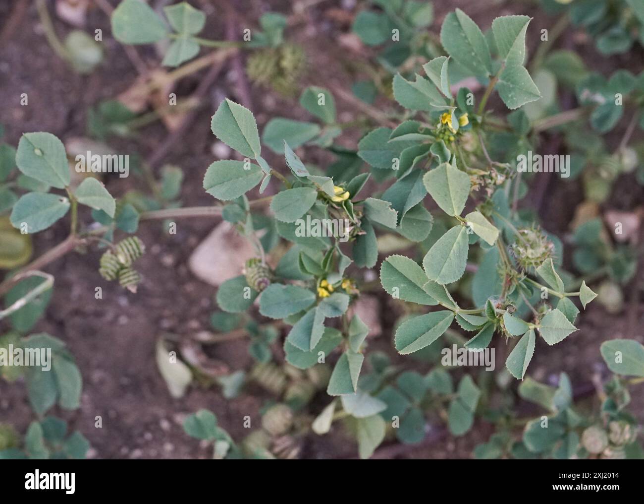 bur clover (Medicago polymorpha) Plantae Stock Photo - Alamy