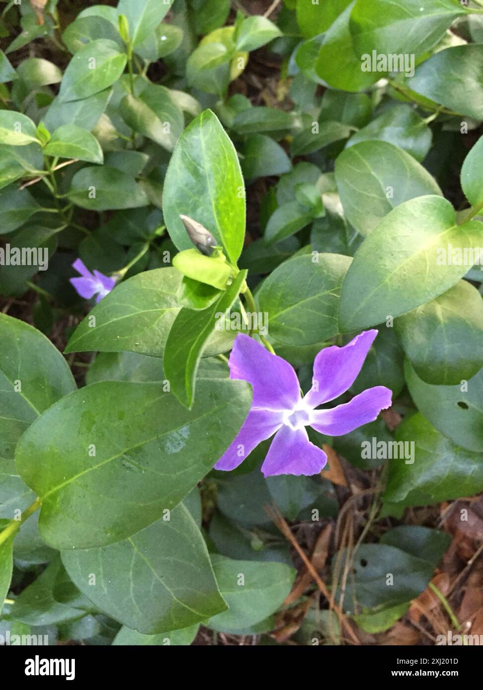 greater periwinkle (Vinca major) Plantae Stock Photo - Alamy