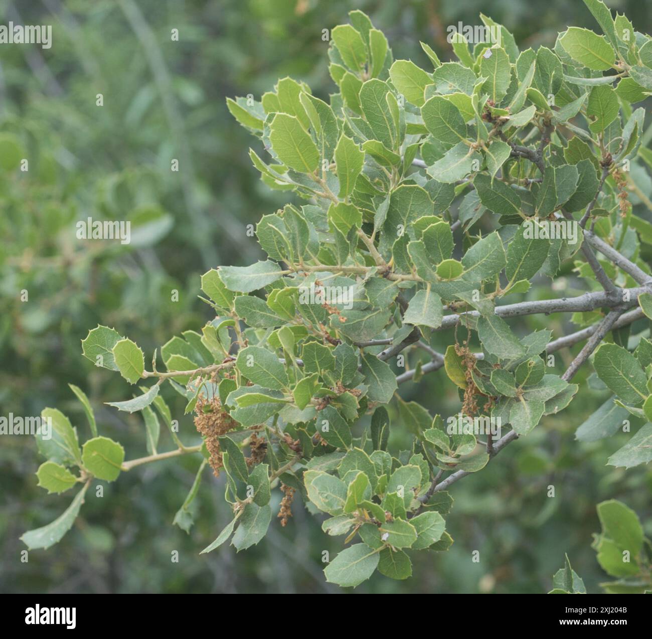 oaks (Quercus) Plantae Stock Photo - Alamy