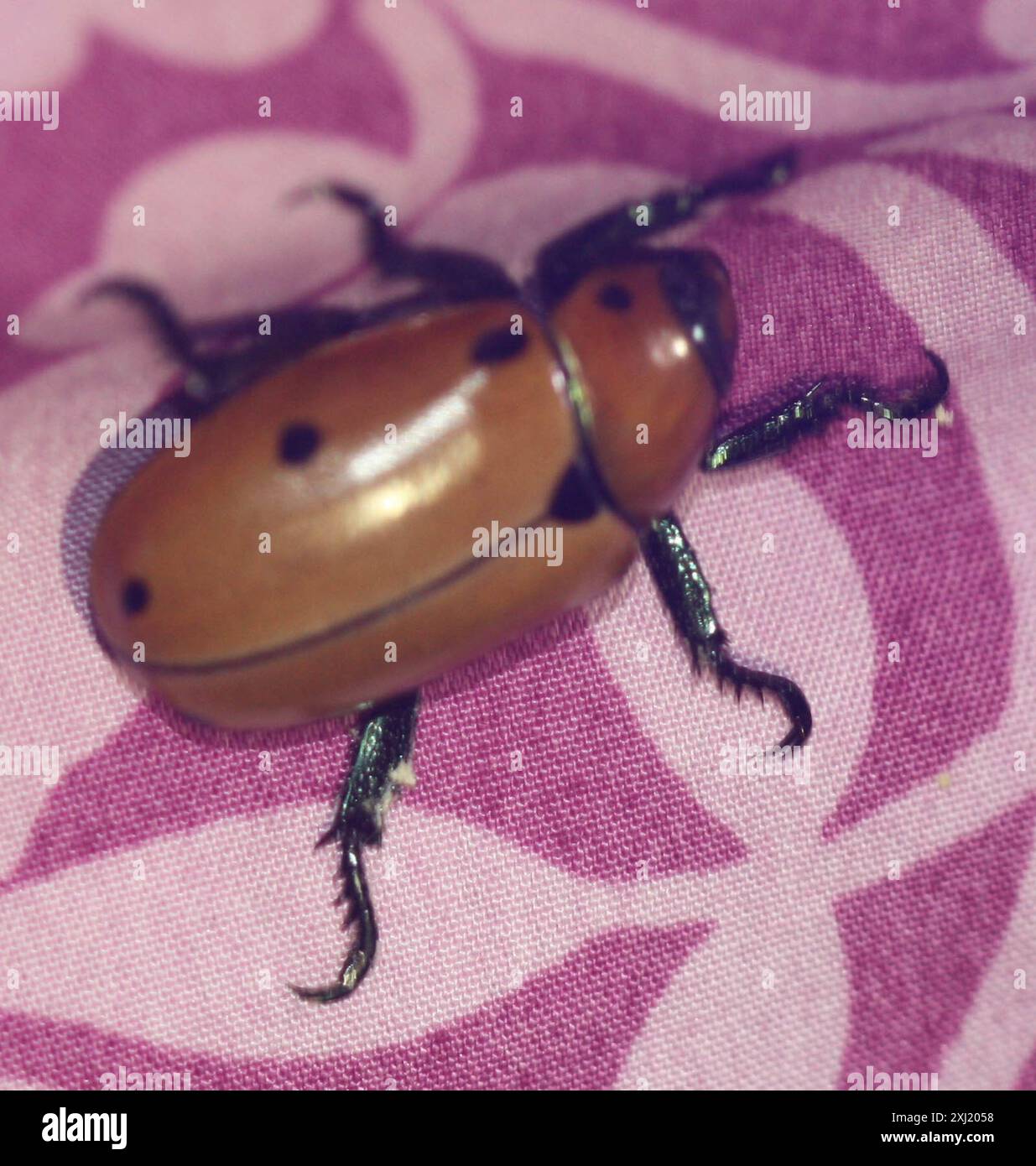 Grapevine Beetle (Pelidnota punctata) Insecta Stock Photo - Alamy