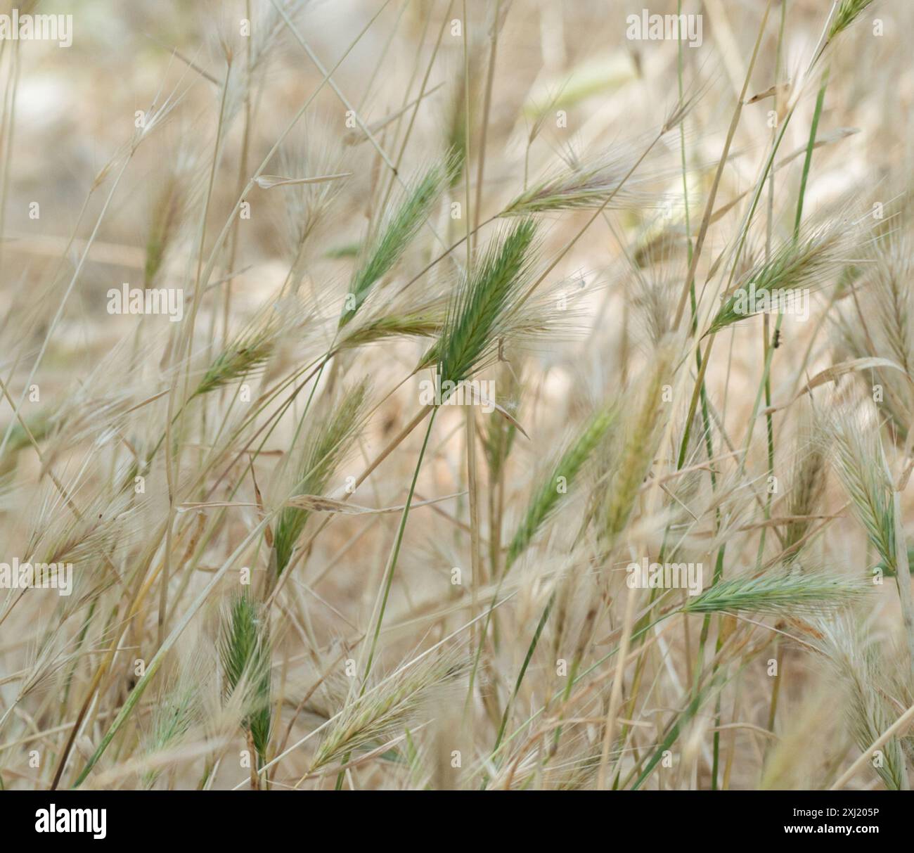 wall barley (Hordeum murinum) Plantae Stock Photo - Alamy