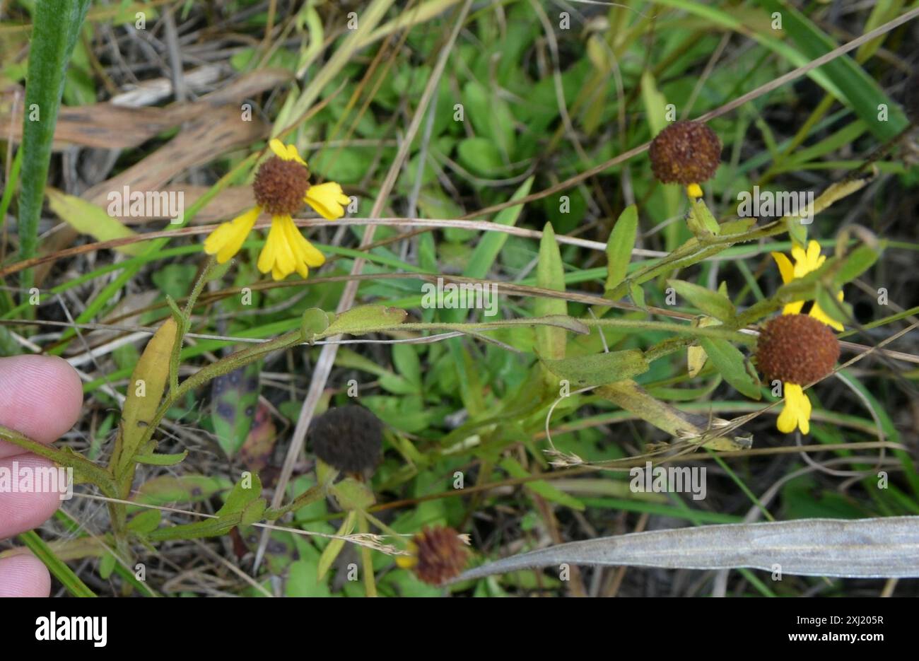 Southern Sneezeweed (Helenium flexuosum) Plantae Stock Photo - Alamy
