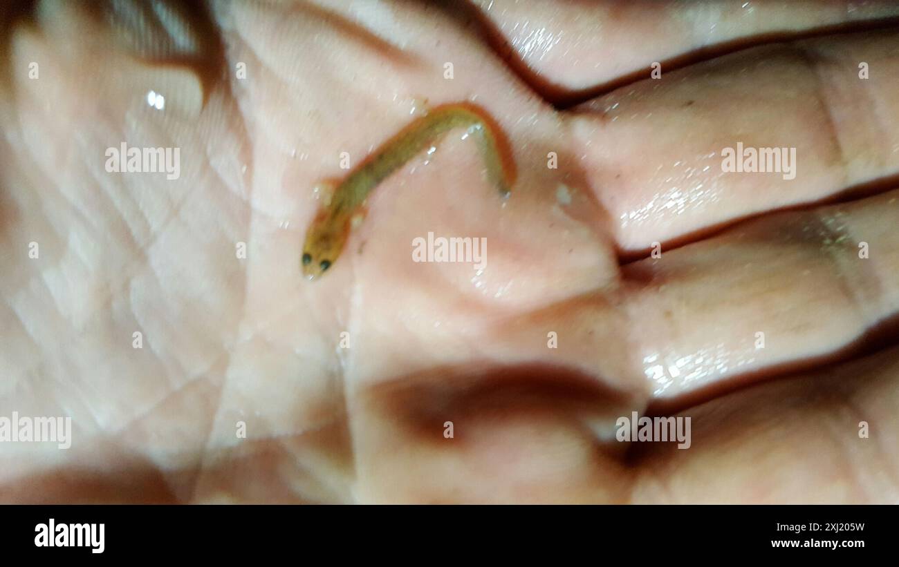 Many-ribbed Salamander (Eurycea multiplicata) Amphibia Stock Photo - Alamy