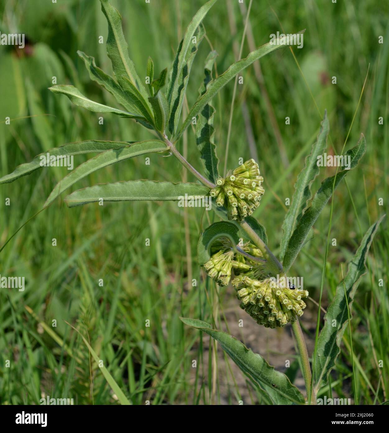 green comet milkweed (Asclepias viridiflora) Plantae Stock Photo - Alamy