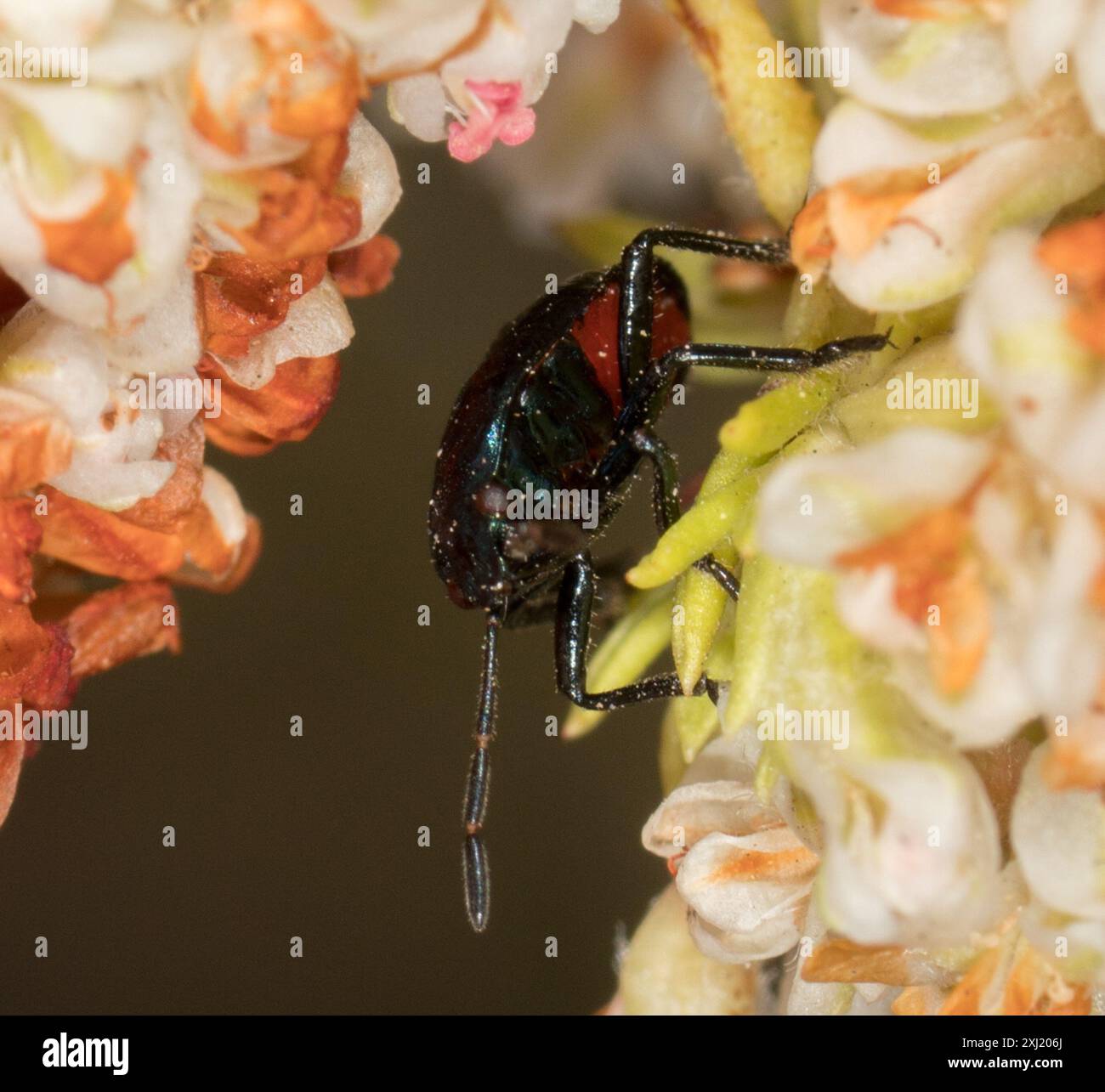 Stink Bugs, Shield Bugs, and Allies (Pentatomoidea) Insecta Stock Photo ...