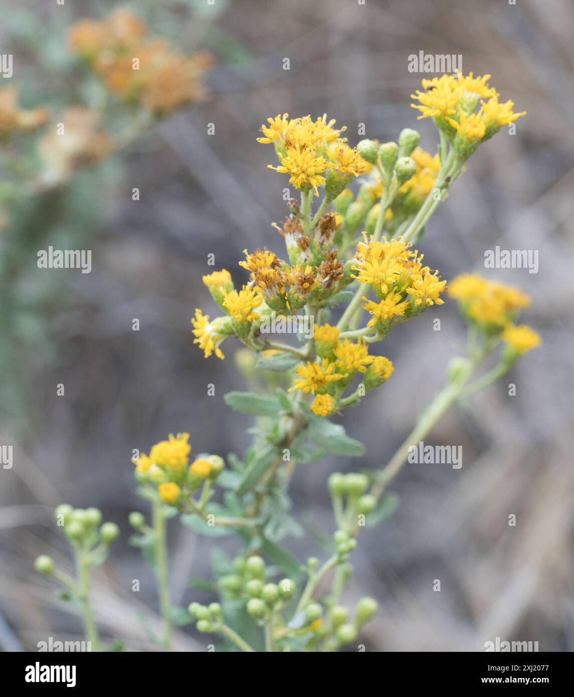 Coastal Goldenbush (Isocoma menziesii) Plantae Stock Photo - Alamy