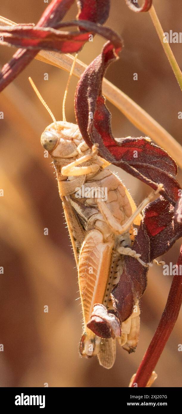 Devastating Grasshopper (Melanoplus devastator) Insecta Stock Photo - Alamy