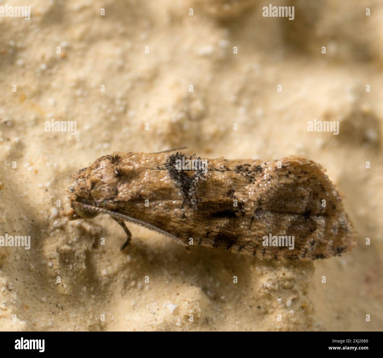 Chrysanthemum Flower Borer Moth (Lorita scarificata) Insecta Stock ...