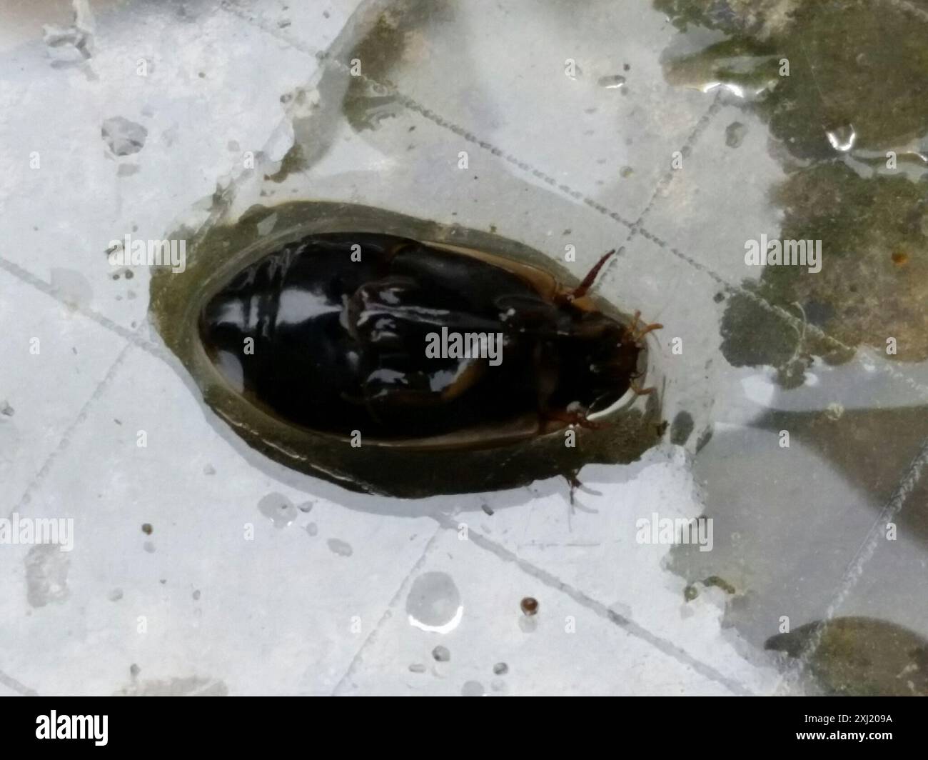 Predaceous Diving Beetles (Dytiscidae) Insecta Stock Photo - Alamy