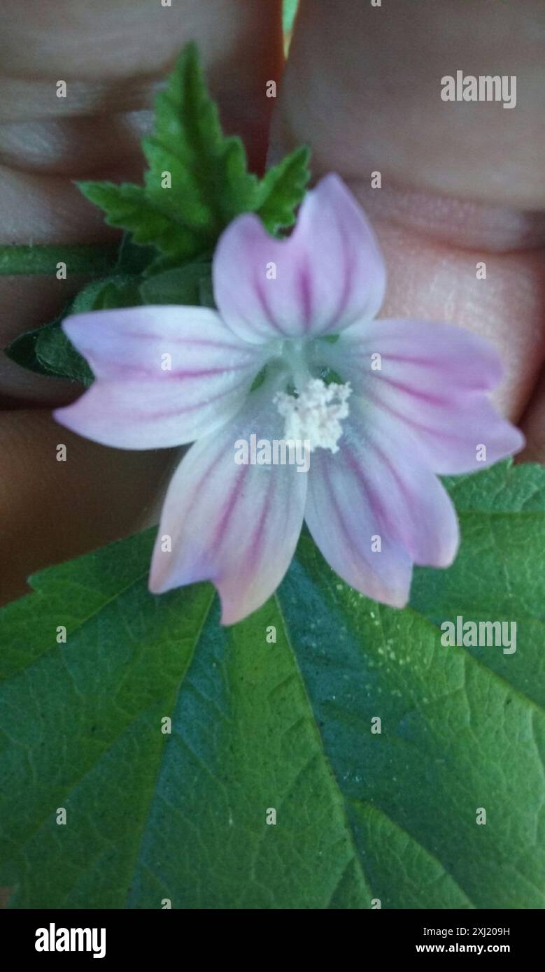 Cretan mallow (Malva multiflora) Plantae Stock Photo - Alamy