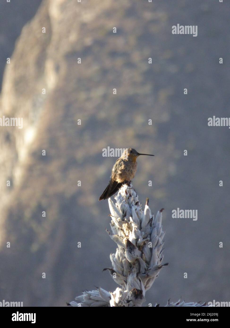 Giant Hummingbird (Patagona gigas) Aves Stock Photo - Alamy