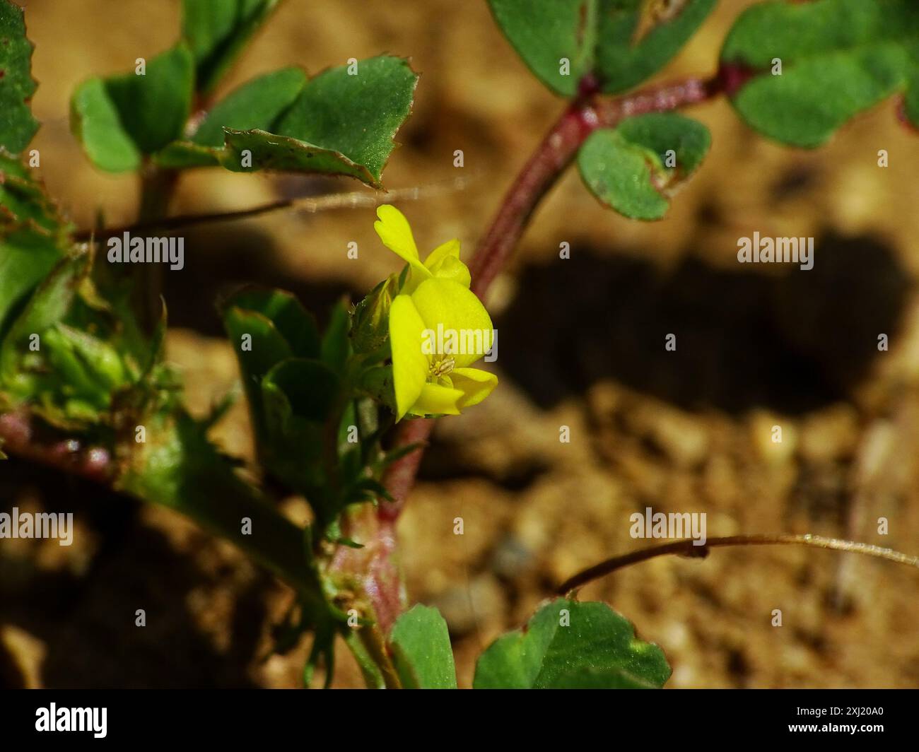 bur clover (Medicago polymorpha) Plantae Stock Photo - Alamy