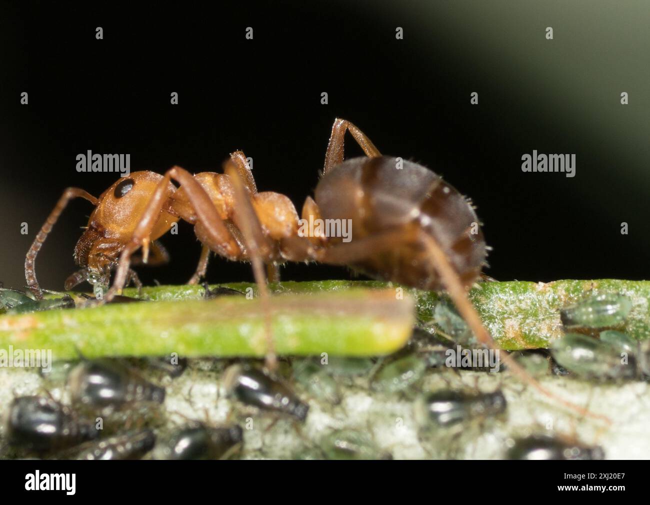 Wood, Mound, and Field Ants (Formica) Insecta Stock Photo - Alamy