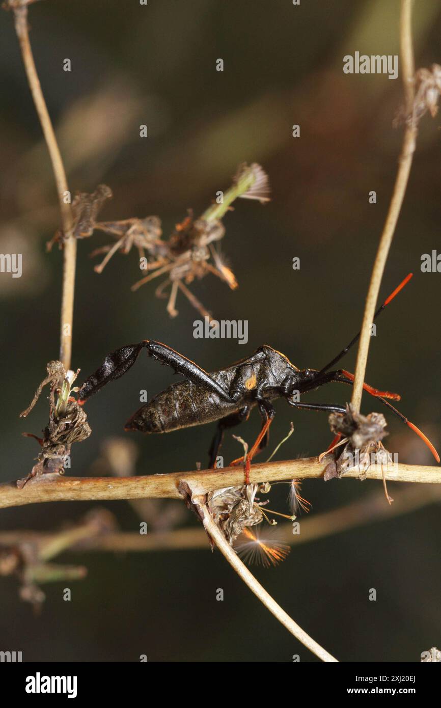 Giant Agave Bug (Acanthocephala thomasi) Insecta Stock Photo - Alamy