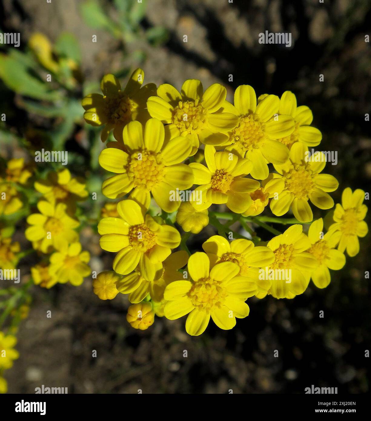 Poorflower Babooncabbage (Othonna parviflora) Plantae Stock Photo - Alamy