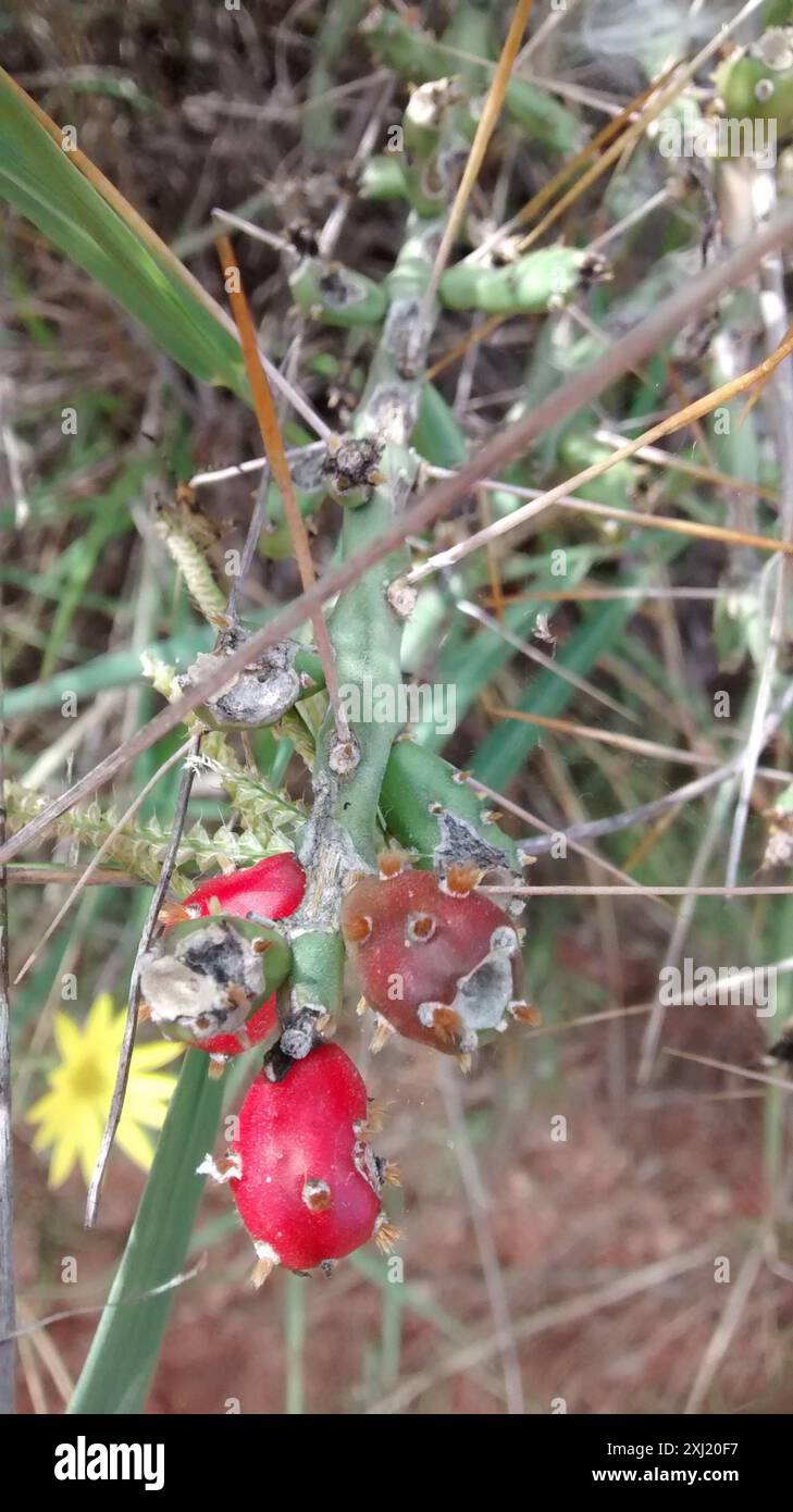 Christmas cholla (Cylindropuntia leptocaulis) Plantae Stock Photo - Alamy