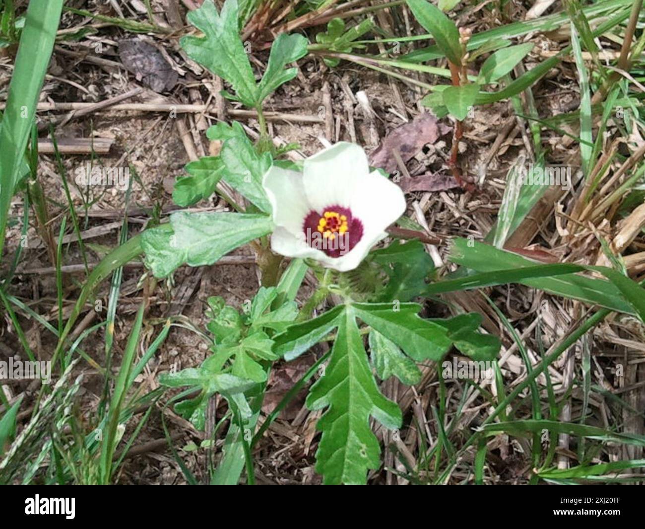 flower-of-an-hour (Hibiscus trionum) Plantae Stock Photo - Alamy