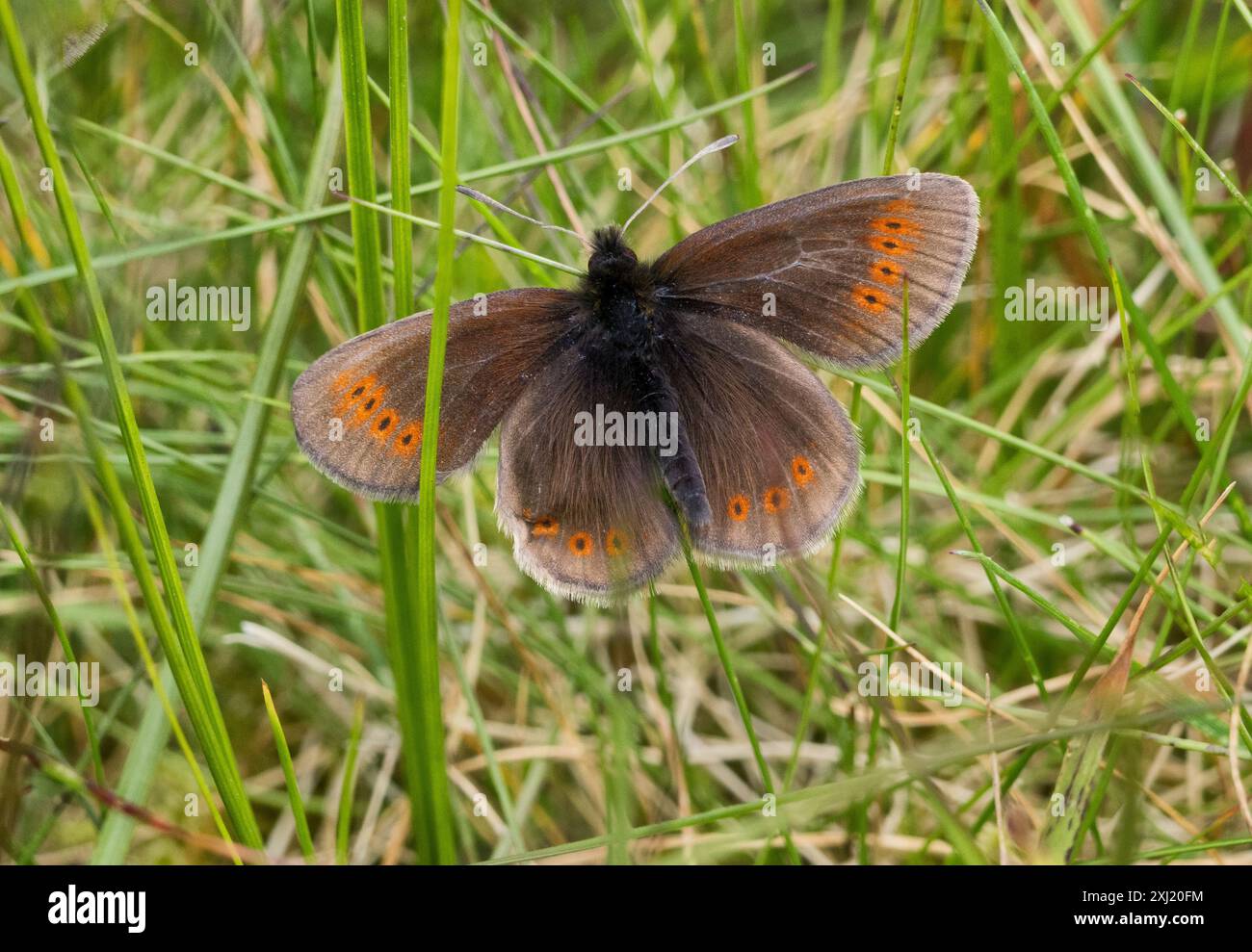 Rare to see mountain ringlet butterfly hi-res stock photography and ...