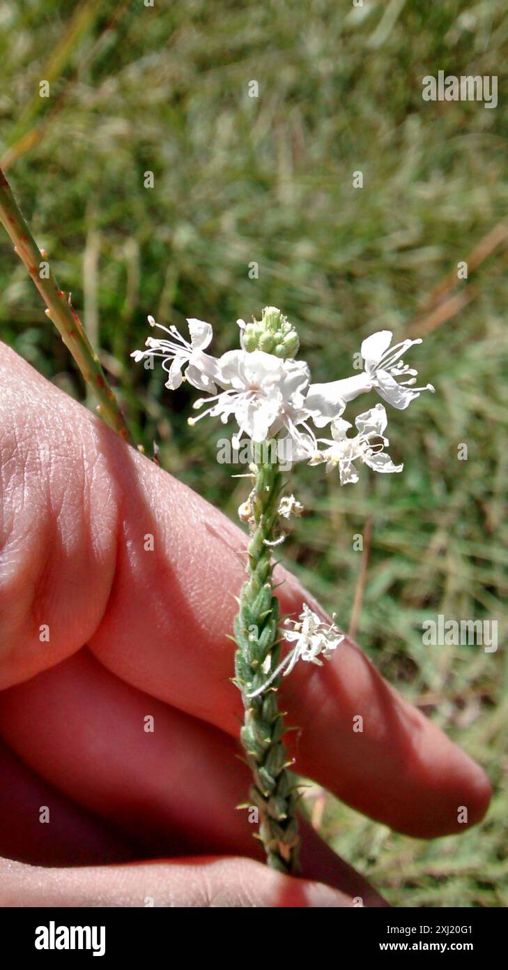 False Gaura (Oenothera glaucifolia) Plantae Stock Photo - Alamy