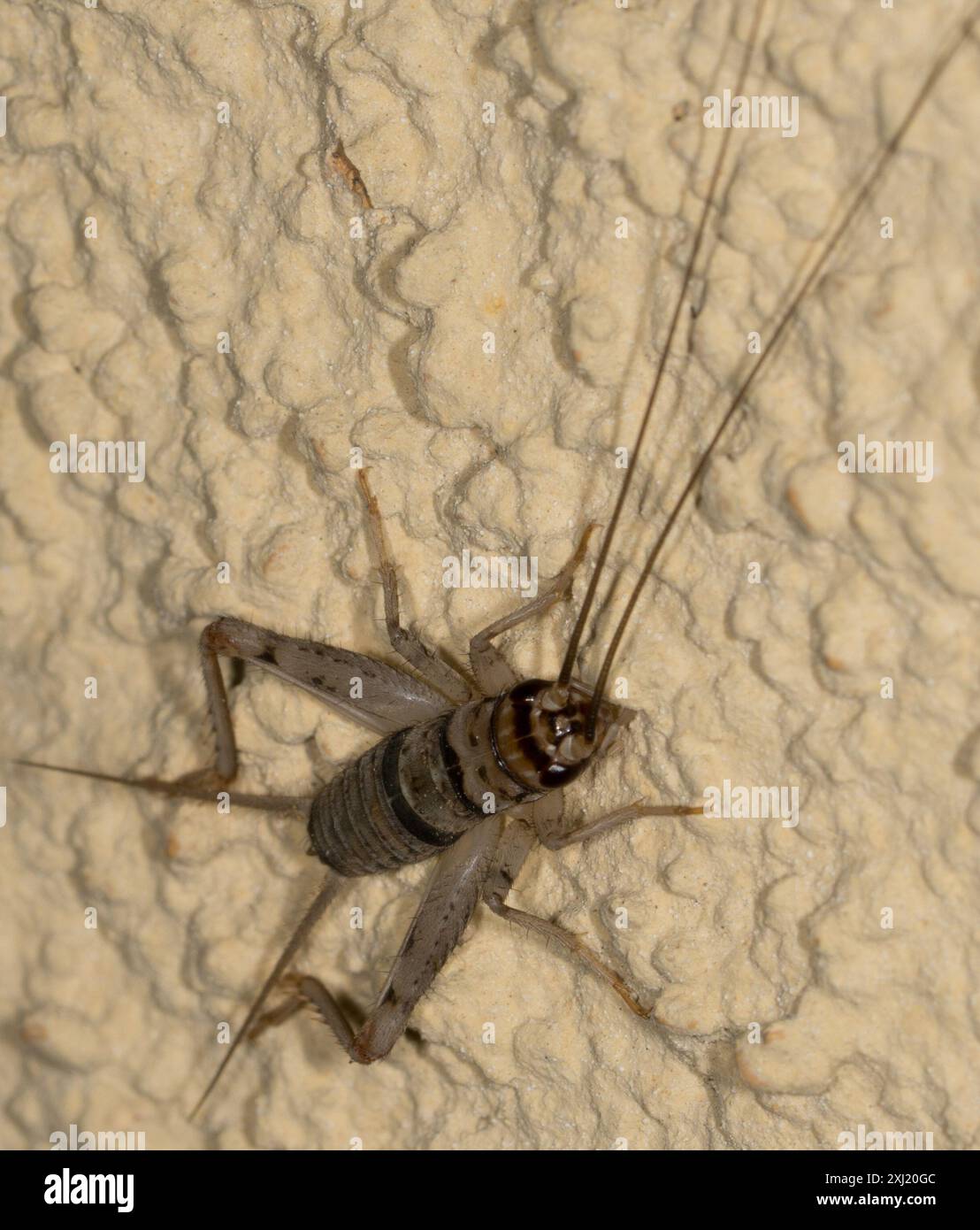 Tropical house cricket hi-res stock photography and images - Alamy