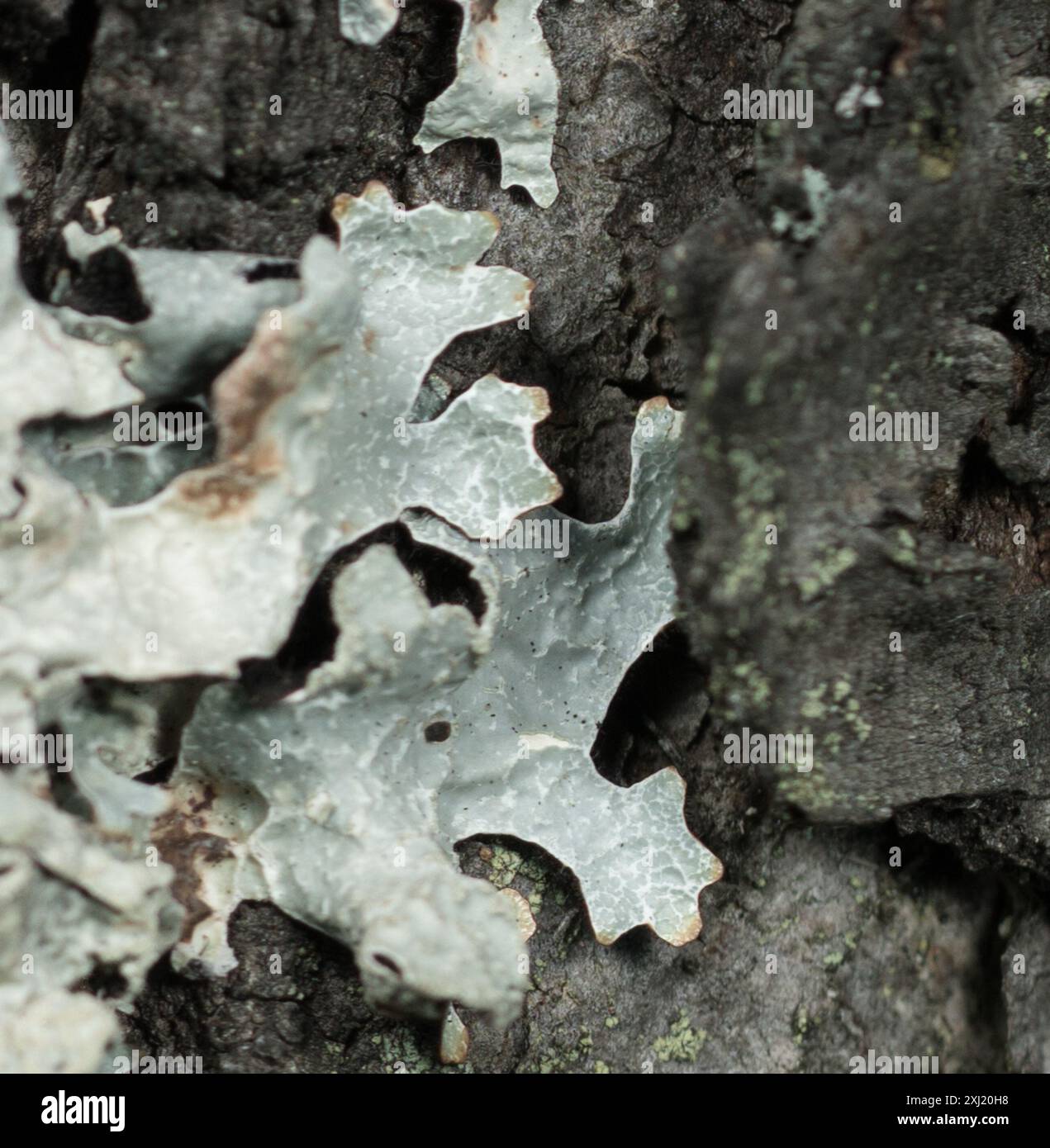 common lichens (Lecanoromycetes) Fungi Stock Photo - Alamy