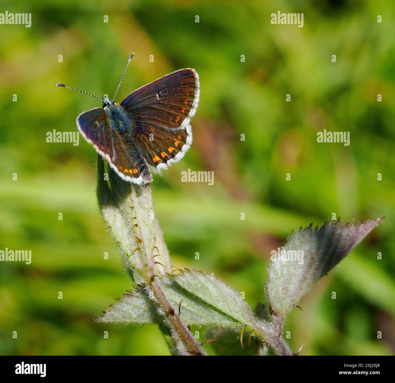 Northern Brown Argus butterfly Aricia artaxerxes with distinct white ...