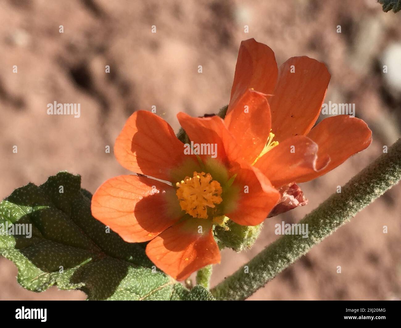 Small-leaf Globemallow (Sphaeralcea parvifolia) Plantae Stock Photo - Alamy