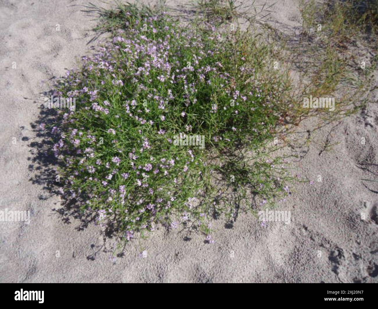European Searocket (Cakile maritima) Plantae Stock Photo - Alamy