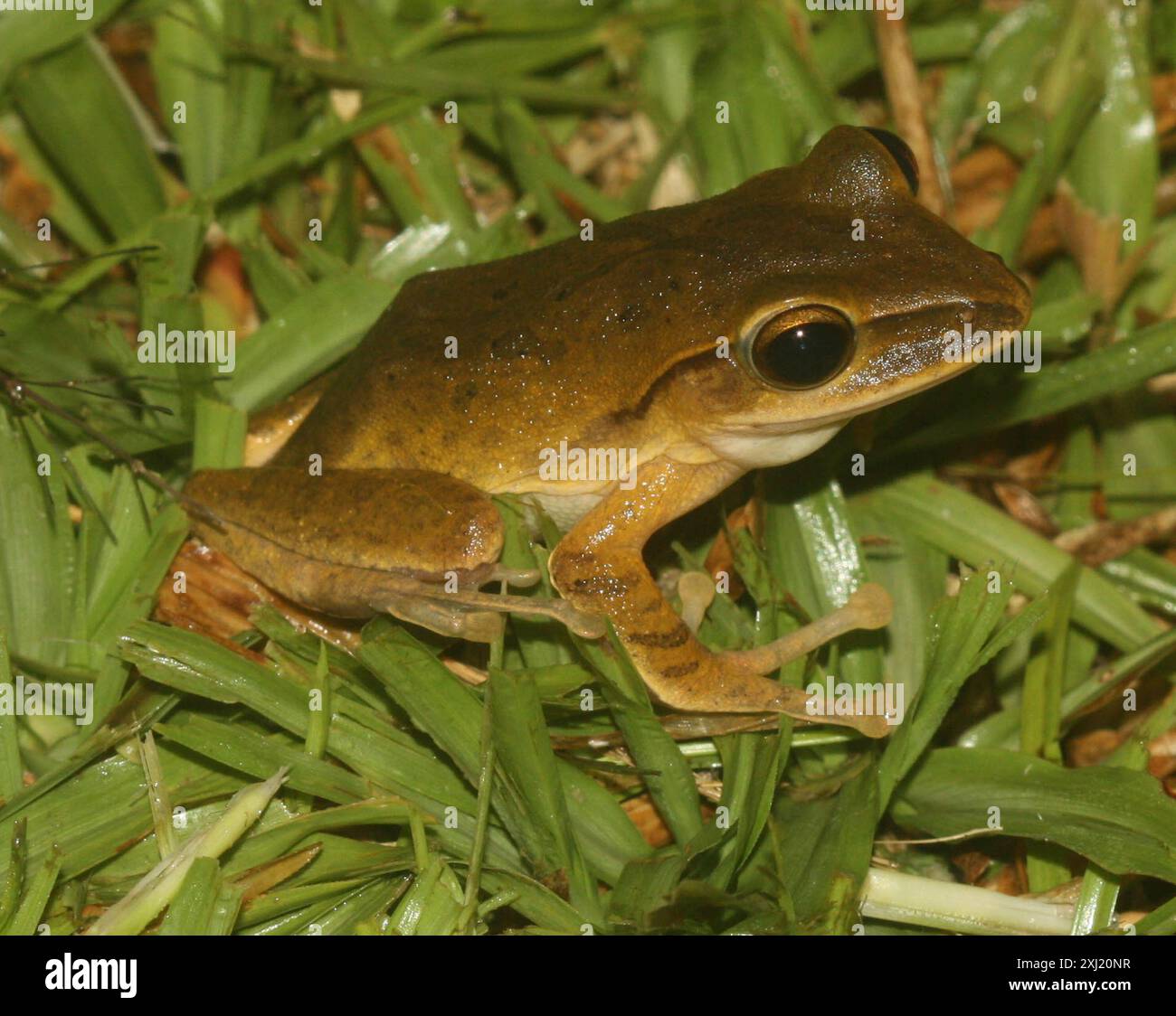 Spot-legged Tree Frog (Polypedates megacephalus) Amphibia Stock Photo ...