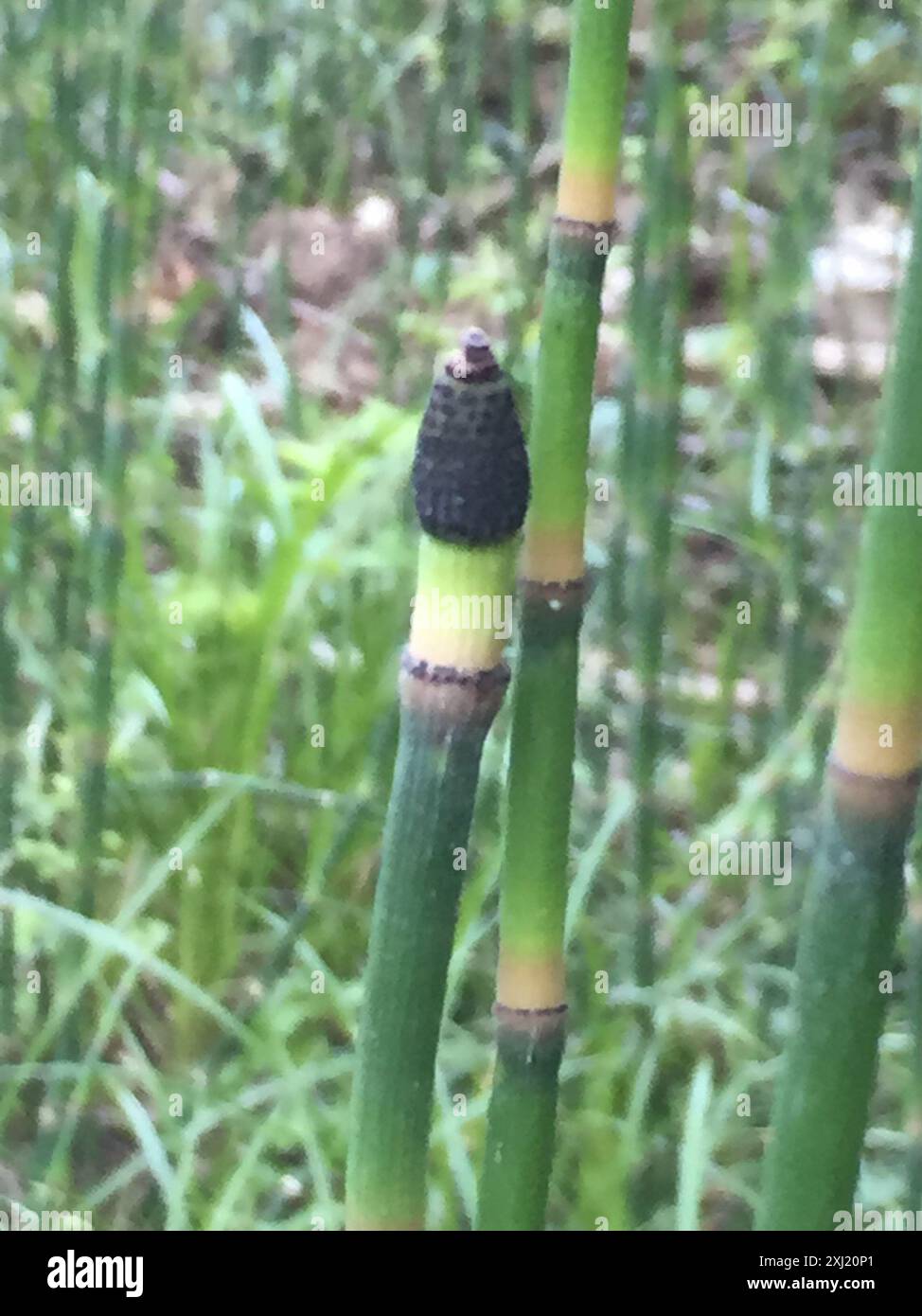 rough horsetail (Equisetum hyemale) Plantae Stock Photo - Alamy