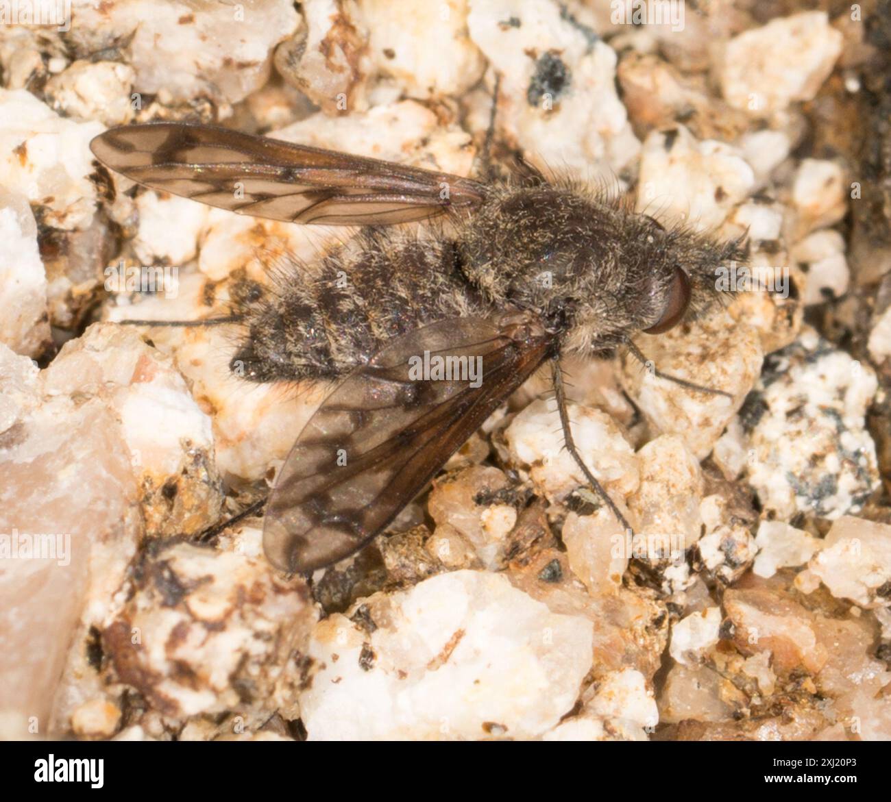 Cone-snout Bee Fly (Conophorus fenestratus) Insecta Stock Photo - Alamy